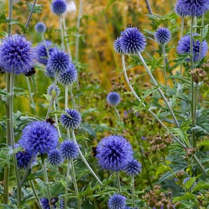 20 Seeds Globe Thistle - Echinops Ritro - Blue (perennial) - Etsy