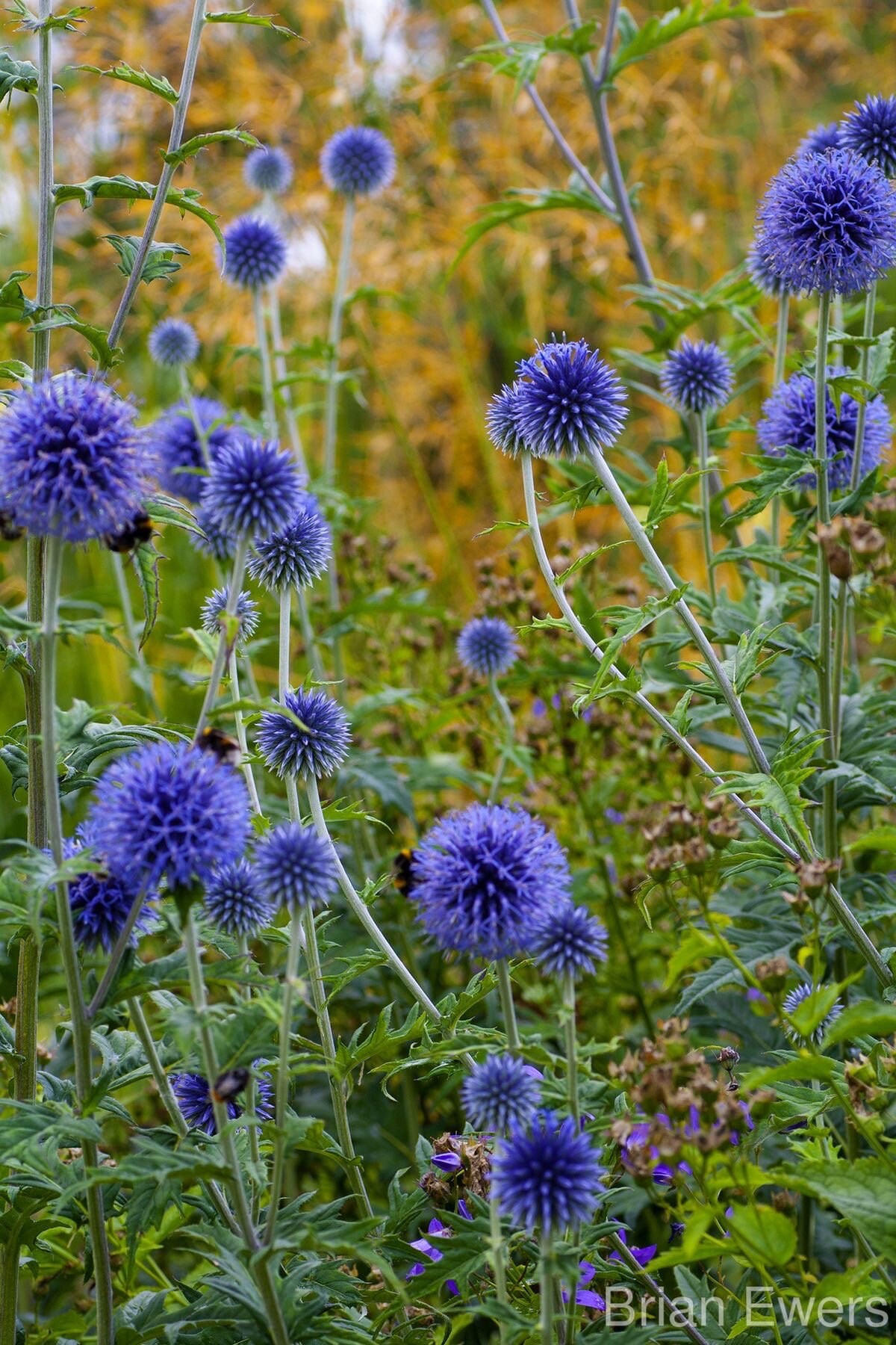 20 Seeds Globe Thistle - Echinops Ritro - Blue (perennial) - Etsy