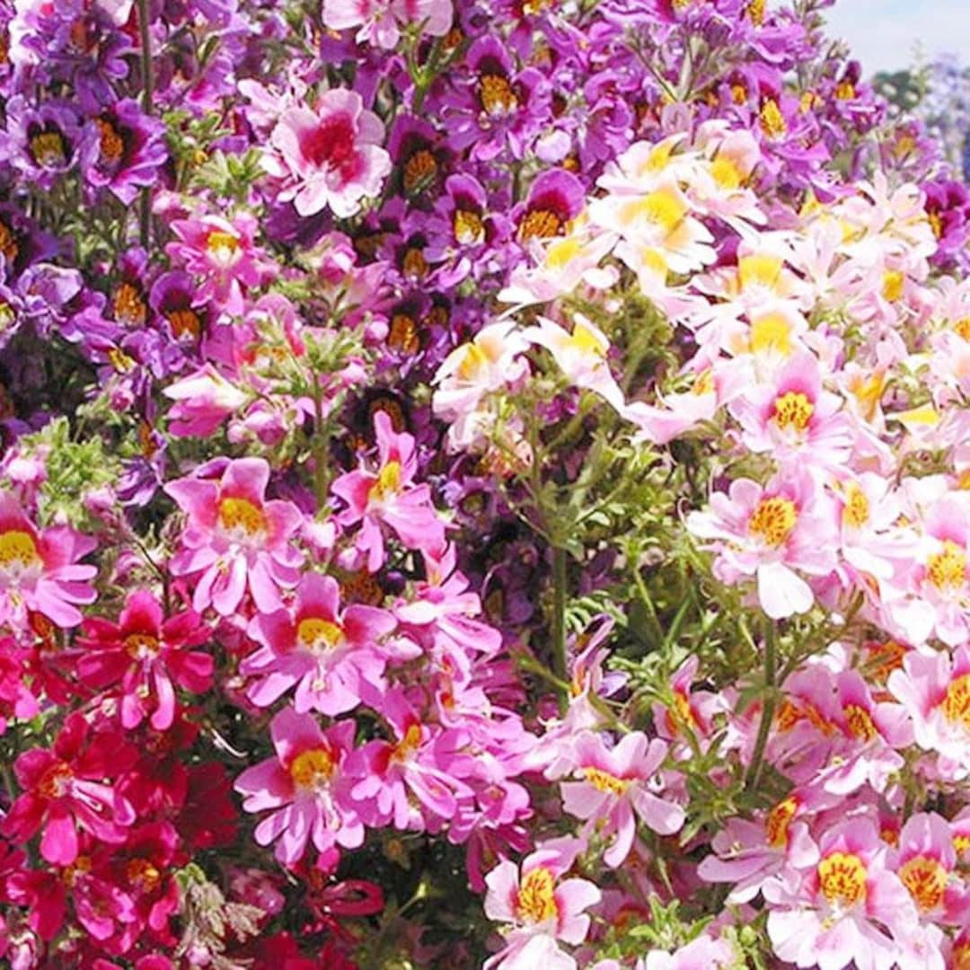 50+ Seed Unique, Schizanthus Pinnatus Angel Wings - Etsy