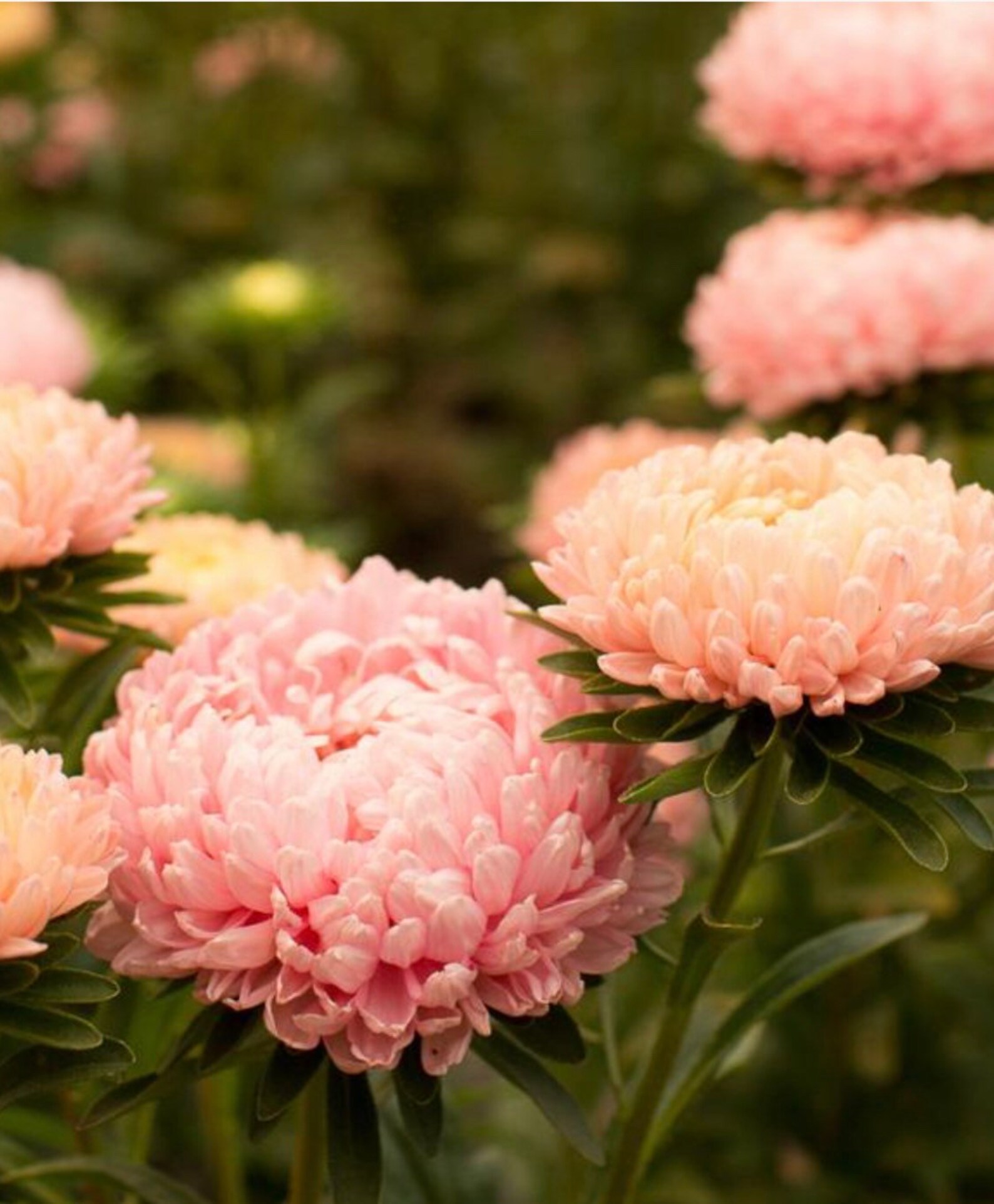 50 Seeds Lovely Double Gremlin Pink China Asters - Etsy Canada