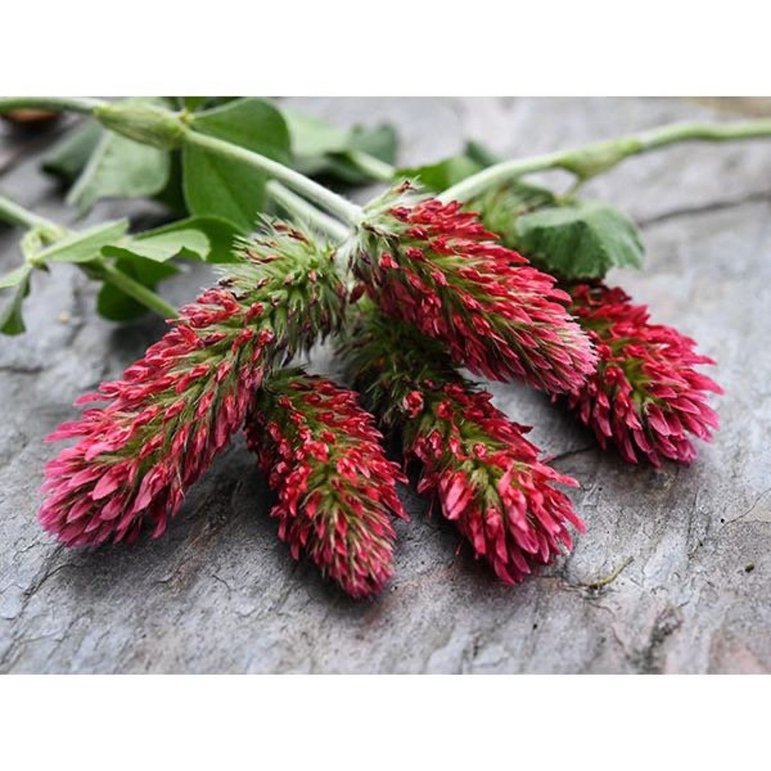 50 Seeds Organic Red Crimson Clover, Good Herb Tea and Salad - Etsy Canada
