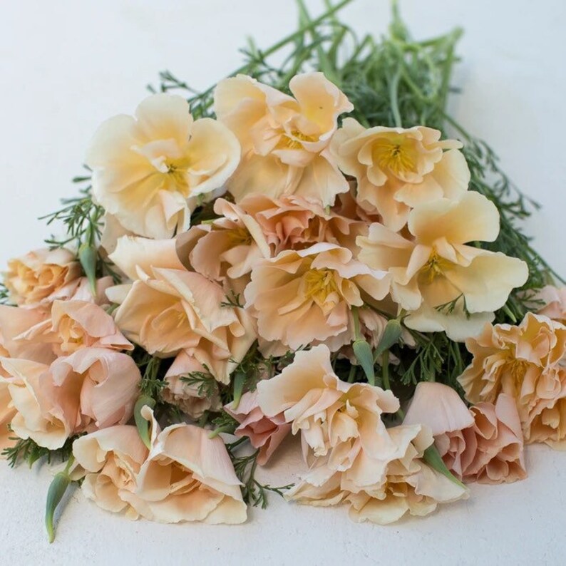 30 Seeds California Champagne Poppies - Etsy