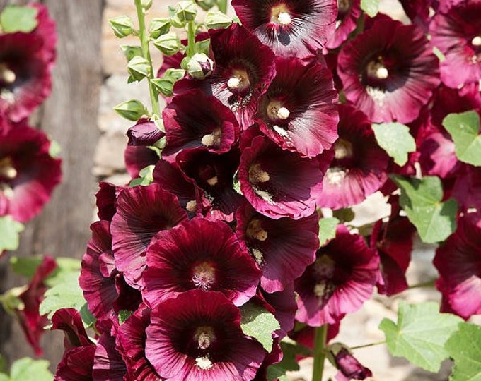 20 Seeds Burgundy Hollyhock Indian Spring Holly Hock Seeds (perennial ...