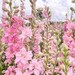 Magic Fountains Seed Pink Wildflowers English Garden Wedding Flowers ...