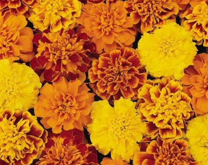 50 Seeds French Marigold Super Hero Mix Tagetes Tenuifolia (signata ...