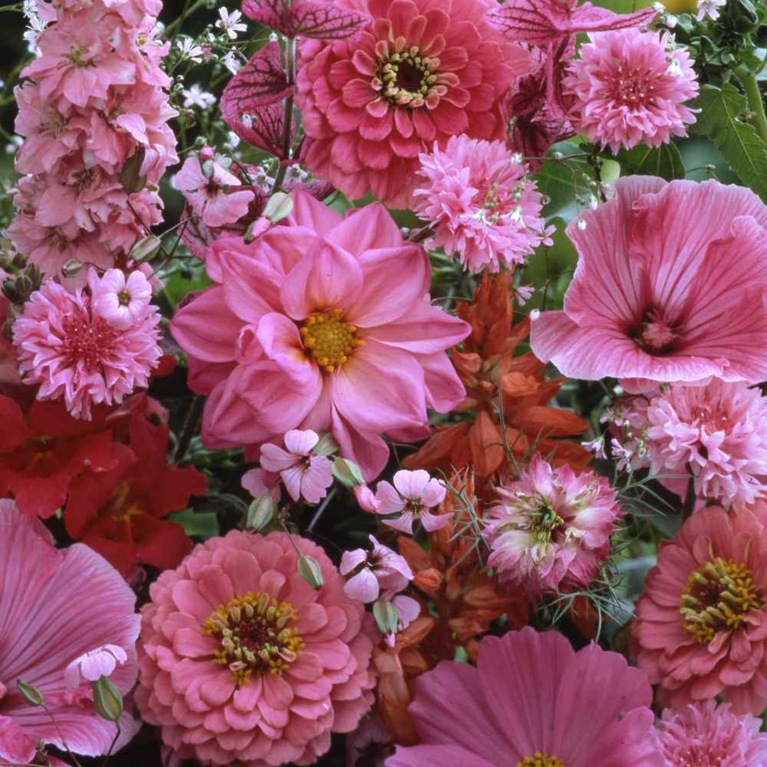 30 Seeds Lovely Flower Pink Mix - Etsy
