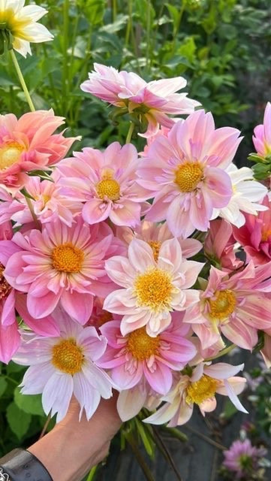 10 Seeds Dahlia Variabilis Dandy Mix Seeds | Dwarf Bi-coloured ...