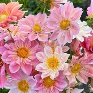 10 Seeds Dahlia Variabilis Dandy Mix Seeds Dwarf Bi-coloured Organic ...