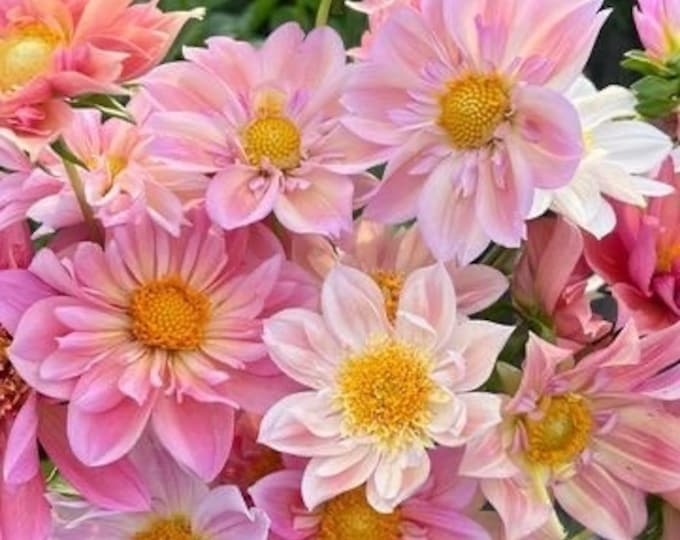 10 Seeds Dahlia Variabilis Dandy Mix Seeds | Dwarf Bi-coloured ...