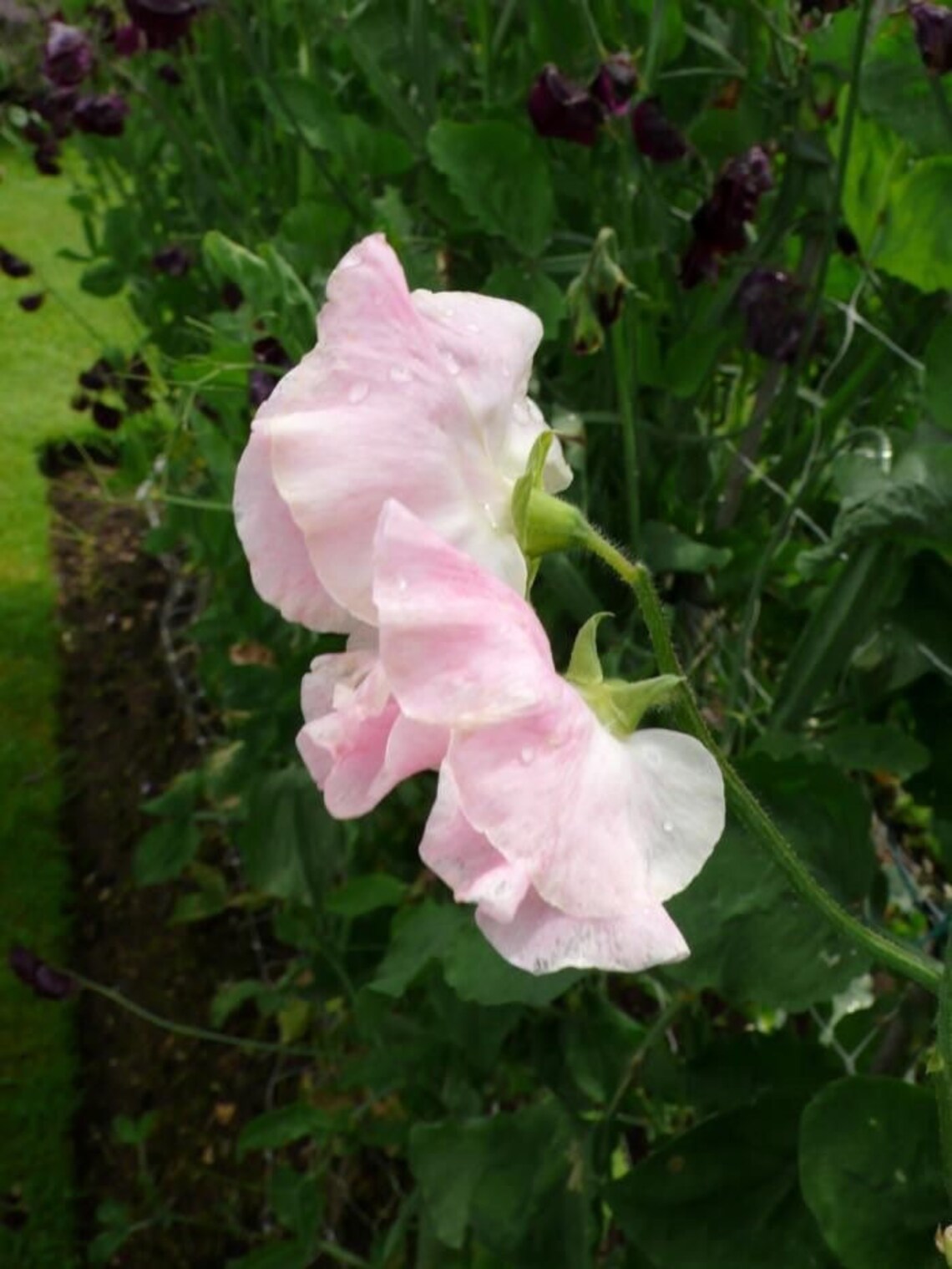 10 Seeds Organic Sweet Pea Pale Pink (lathyrus Odoratus) - Etsy