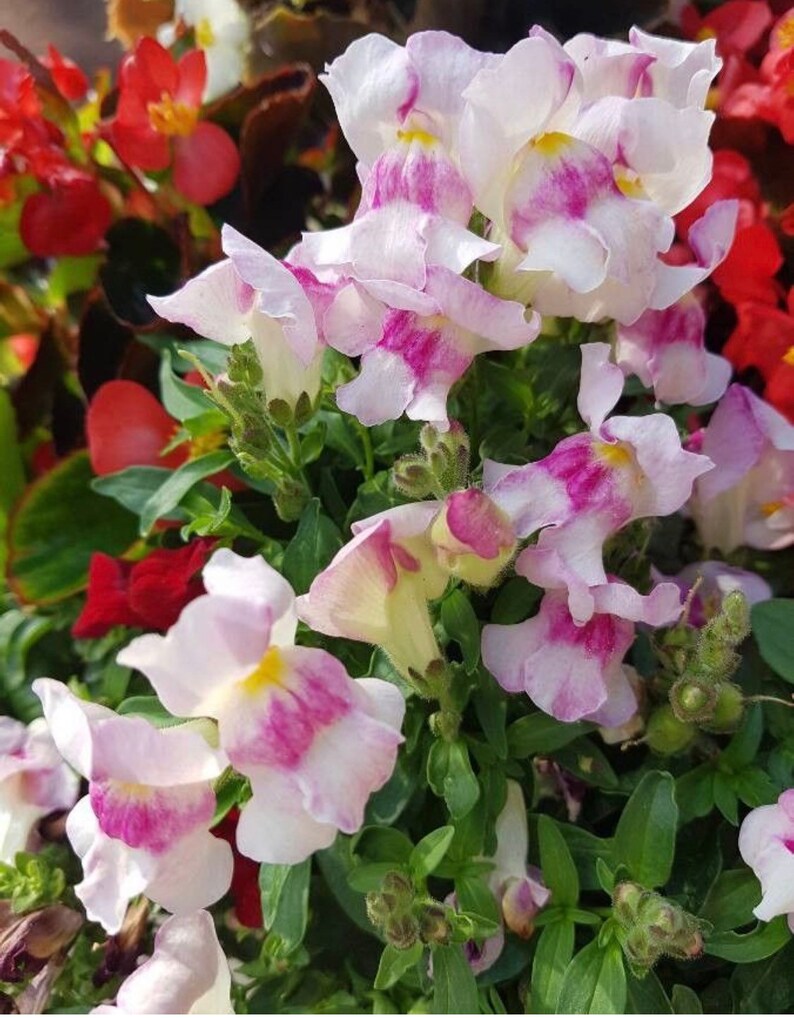 50 + Seeds Lucky Lip Drawf Snapdragons ( Antirrhinum Majus ) - Etsy