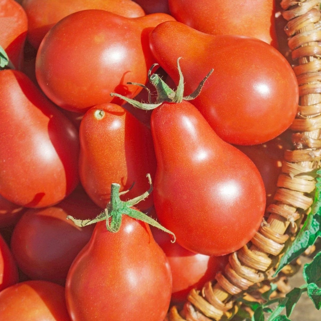 30 Seeds Heirloom Red Pears Sweet Tomatoes Seeds Organic - Etsy