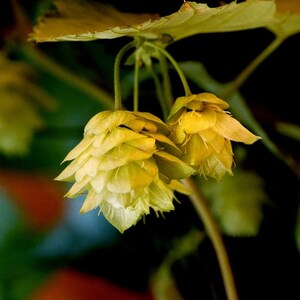 10 COMMON HOPS European Humulus Lupulus Vine Seeds Beer Making ...