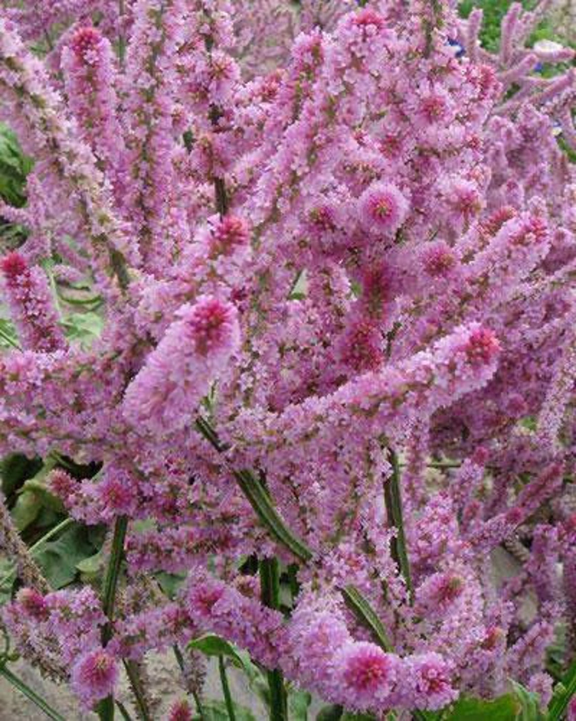 30 Seeds Statice Seeds Pink Limonium Suworowii Annual | Etsy
