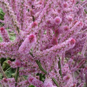 30 Seeds Statice Seeds - Pink Limonium Suworowii - Annual - Etsy