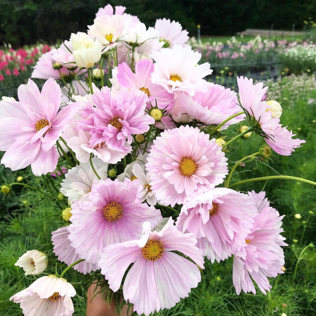 20 Seeds Novelty and Beautiful Cupcake Blush Cosmos - Etsy