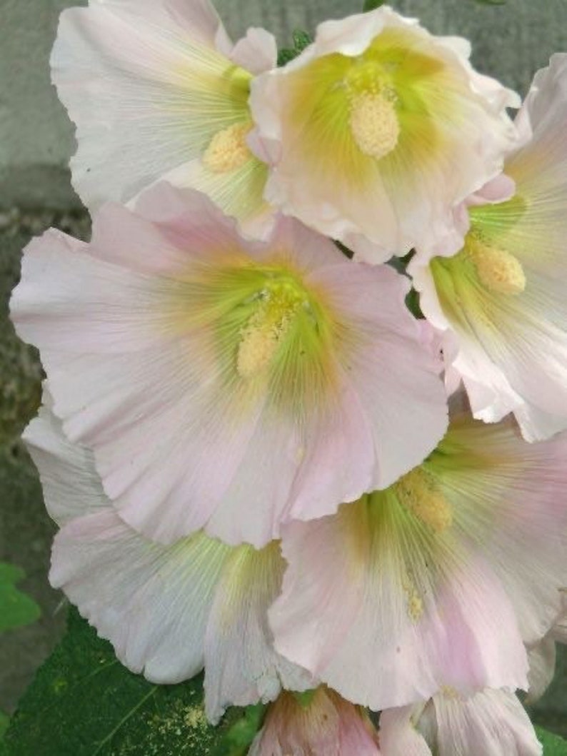 20 Seeds Hollyhock Alcea Rosea Cottage Apricot Peach Seeds - Etsy