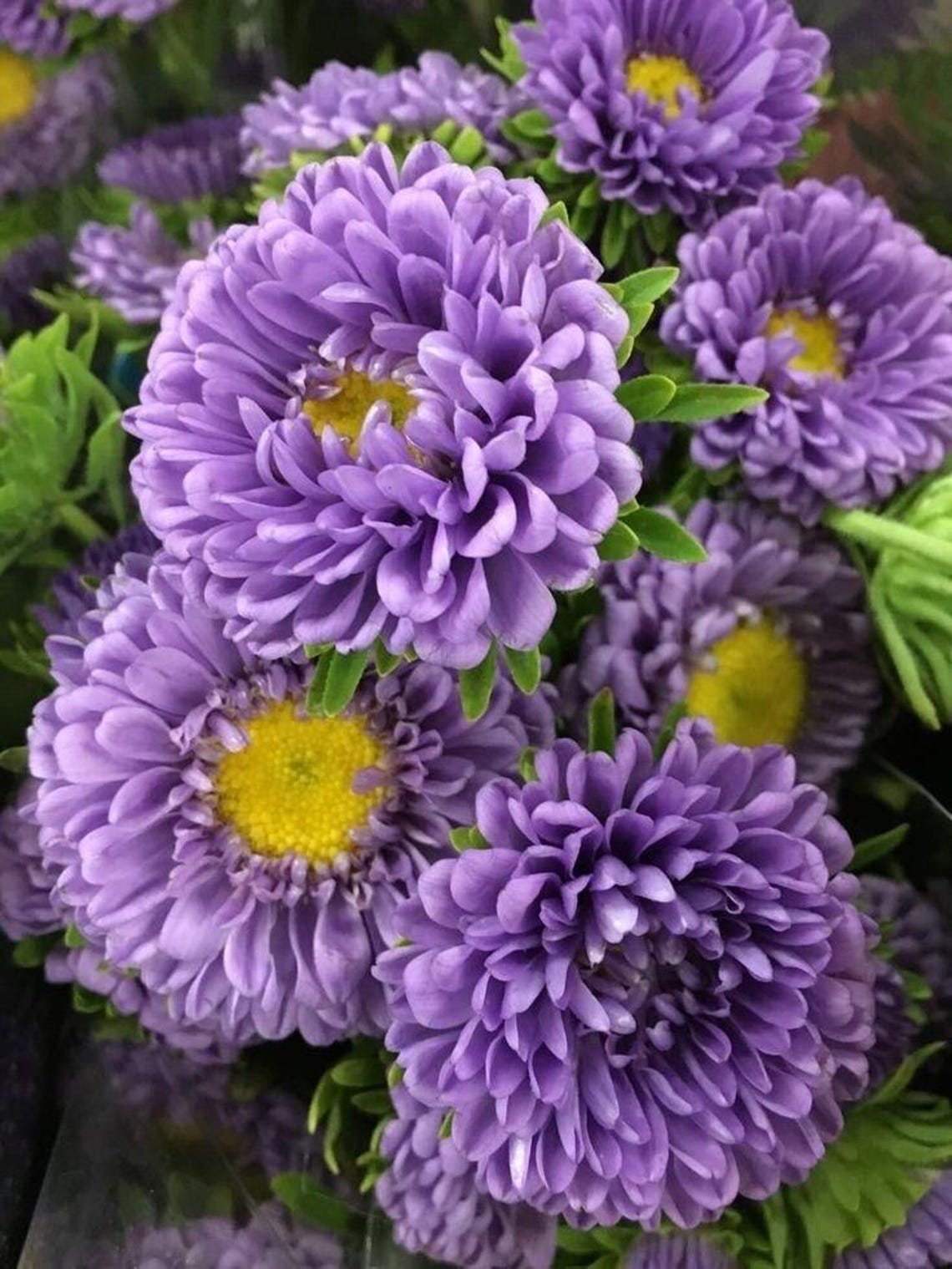 50 + Seeds Lovely Peony Light Blue China Asters - Etsy