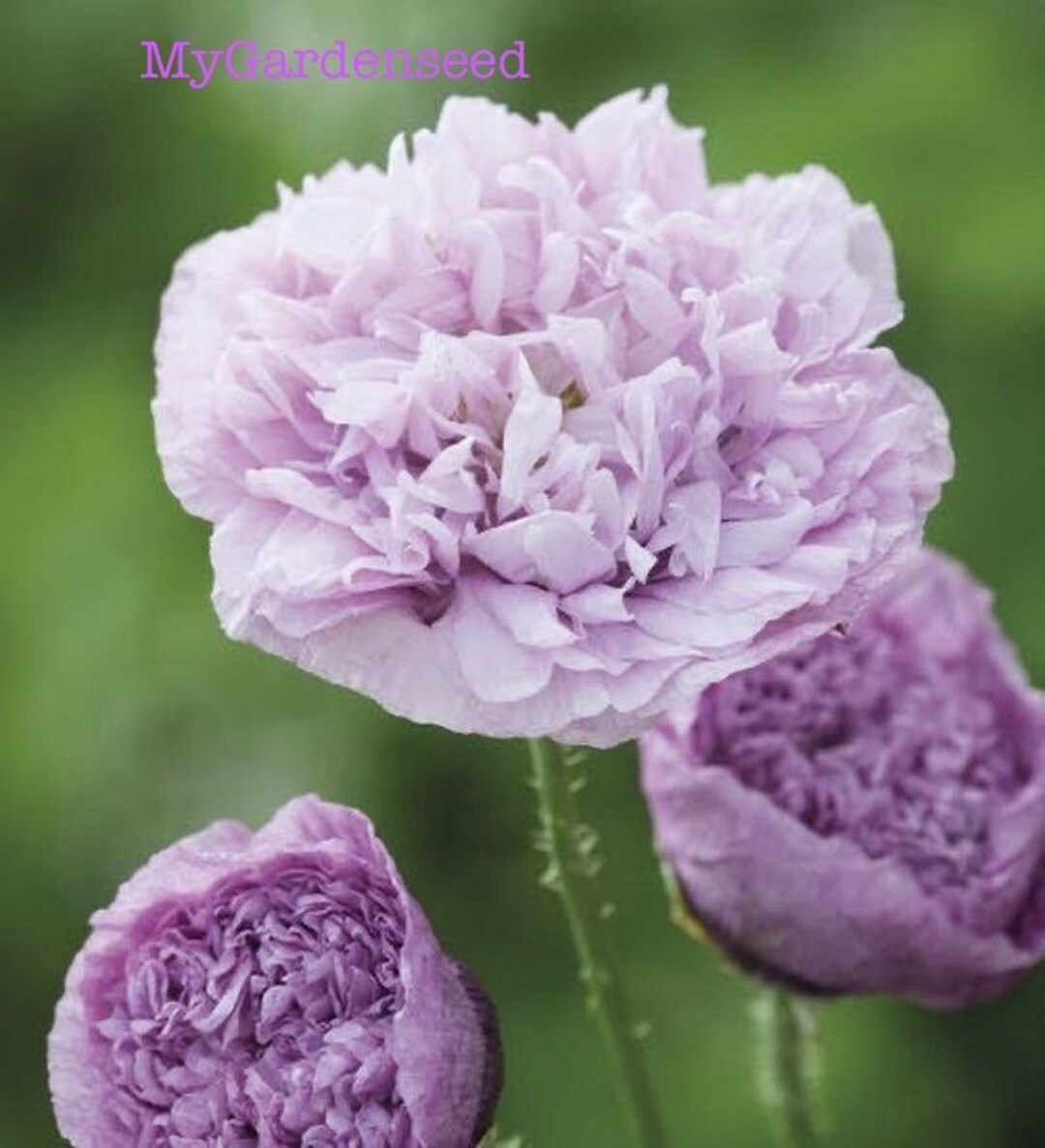 50+ Seeds Poppy Paeoniflorum Lavender (peony Poppy) - Etsy
