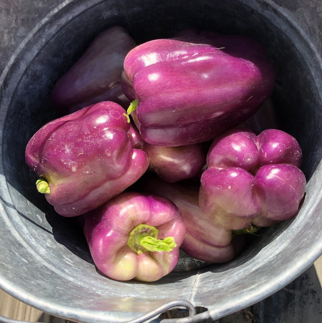 30 Seeds Sweet Sunrise Organic Purple Bell Pepper Seed - Etsy