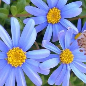 30 Seeds Blues Blue Daisy felicia Heterophylla Blue - Etsy