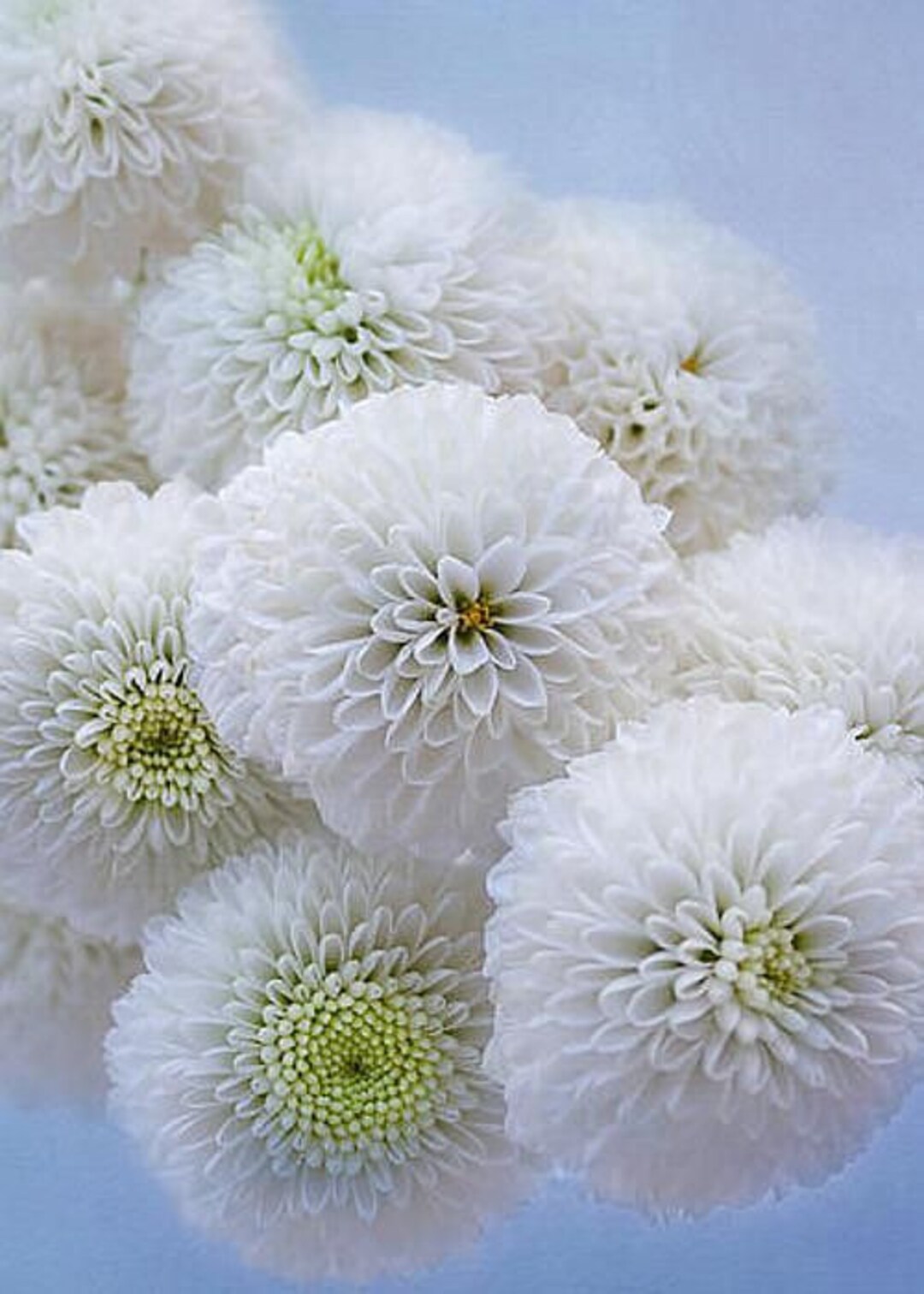 50 Seeds Snowball Chrysanthemum Tanacetum Parthenium - Etsy Canada