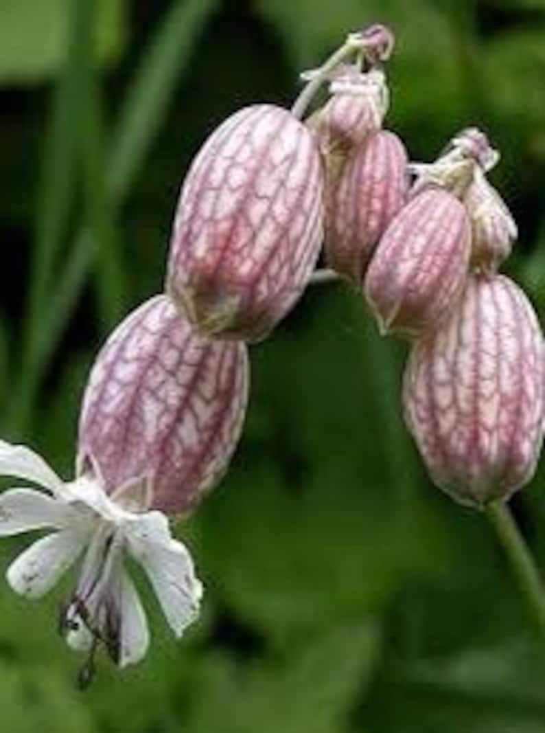50 Seeds Bladder Campion Silene Latifolia Blanche White - Perennial - Etsy