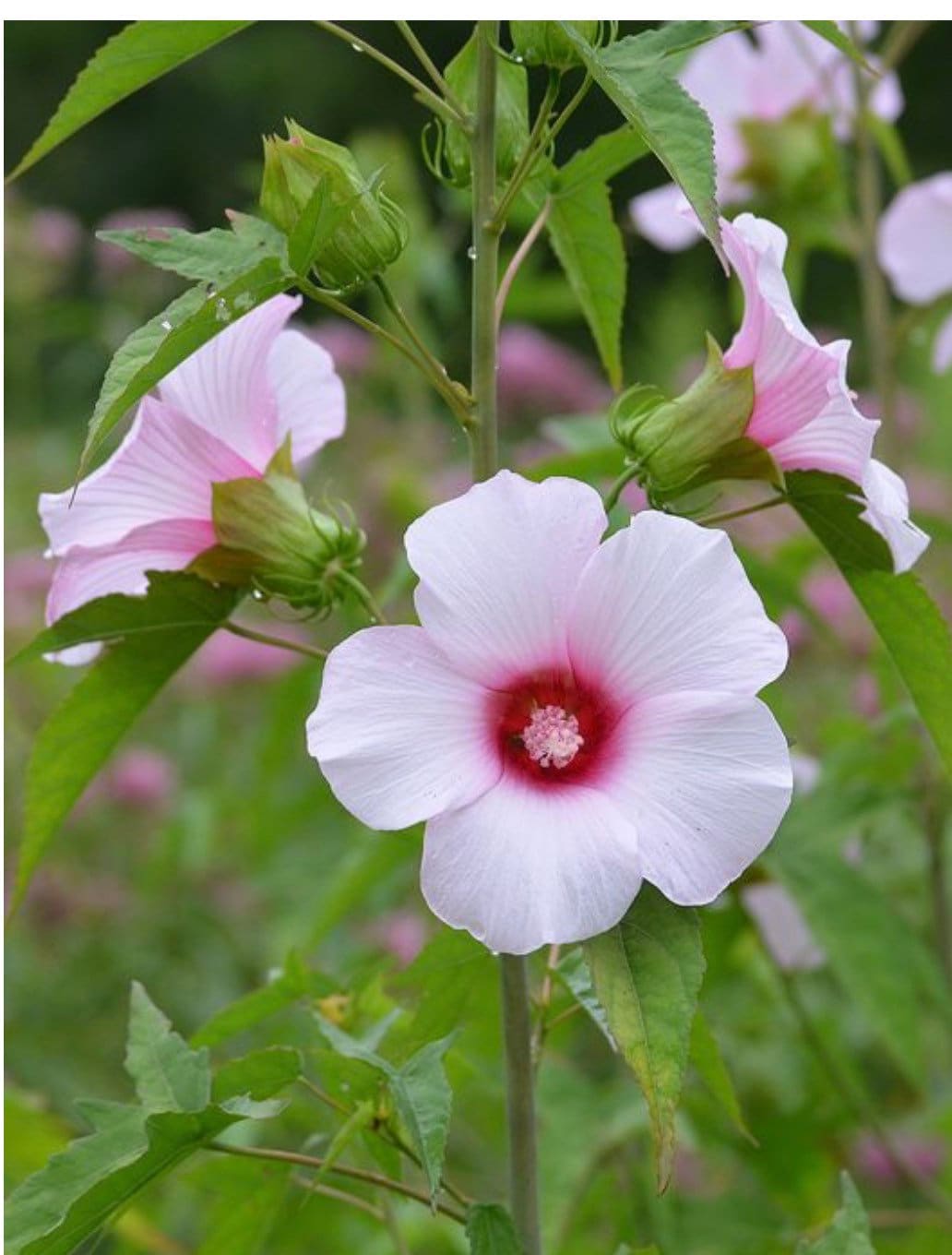 Seeds Rose Mallow Halberd-leaved Heirloom Seeds Hardy hibiscus Hibiscus ...