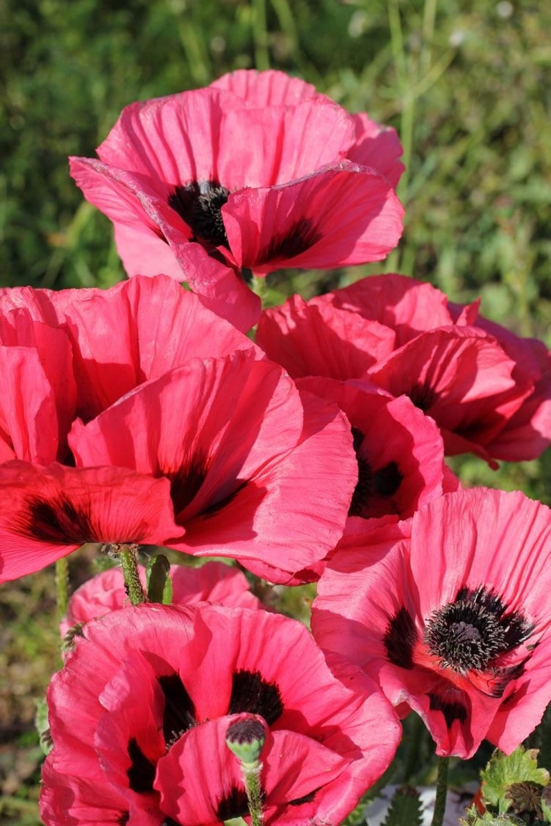 35 + Seeds Papaver Orientale ‘melon Shades’(oriental Poppy) - Etsy