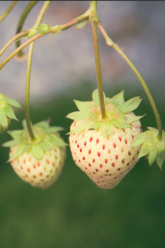 Pineberry Cut In Half