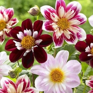 10 Seeds Dahlia Variabilis Dandy Mix Seeds | Dwarf Bi-coloured ...
