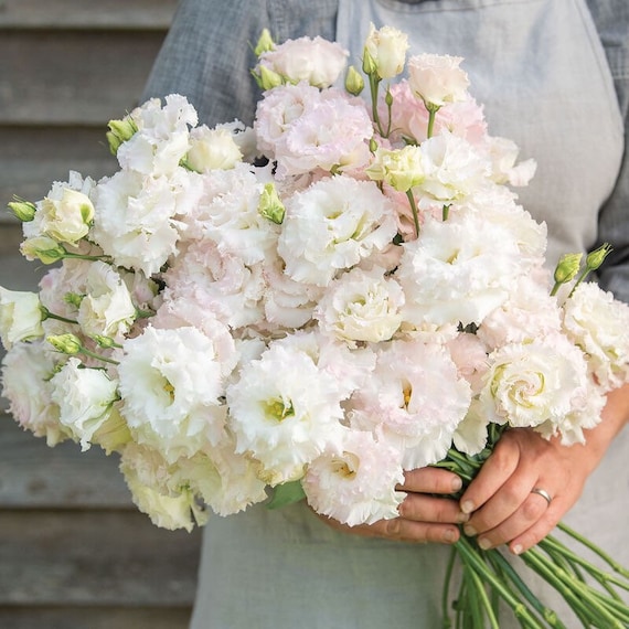 Blush Lisianthus