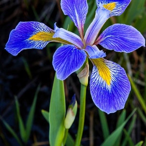 10 Seeds Rare Blue Flag Iris - Etsy