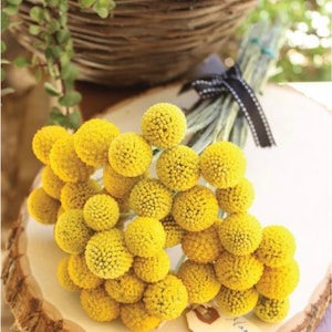 25 Seeds Cute Yellow Billy Buttons Craspedia Globosa Seeds - Etsy