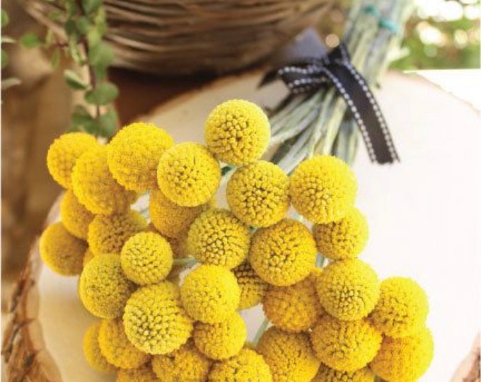 25 Seeds Cute Yellow Billy Buttons Craspedia Globosa Seeds - Etsy