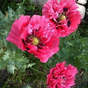 35 + Seeds Papaver Orientale ‘melon Shades’(oriental Poppy) - Etsy