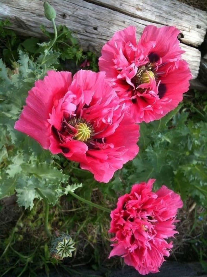35 + Seeds Papaver Orientale ‘melon Shades’(oriental Poppy) - Etsy