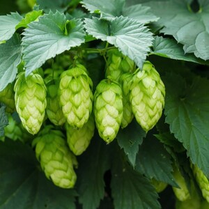 10 COMMON HOPS European Humulus Lupulus Vine Seeds Beer Making ...
