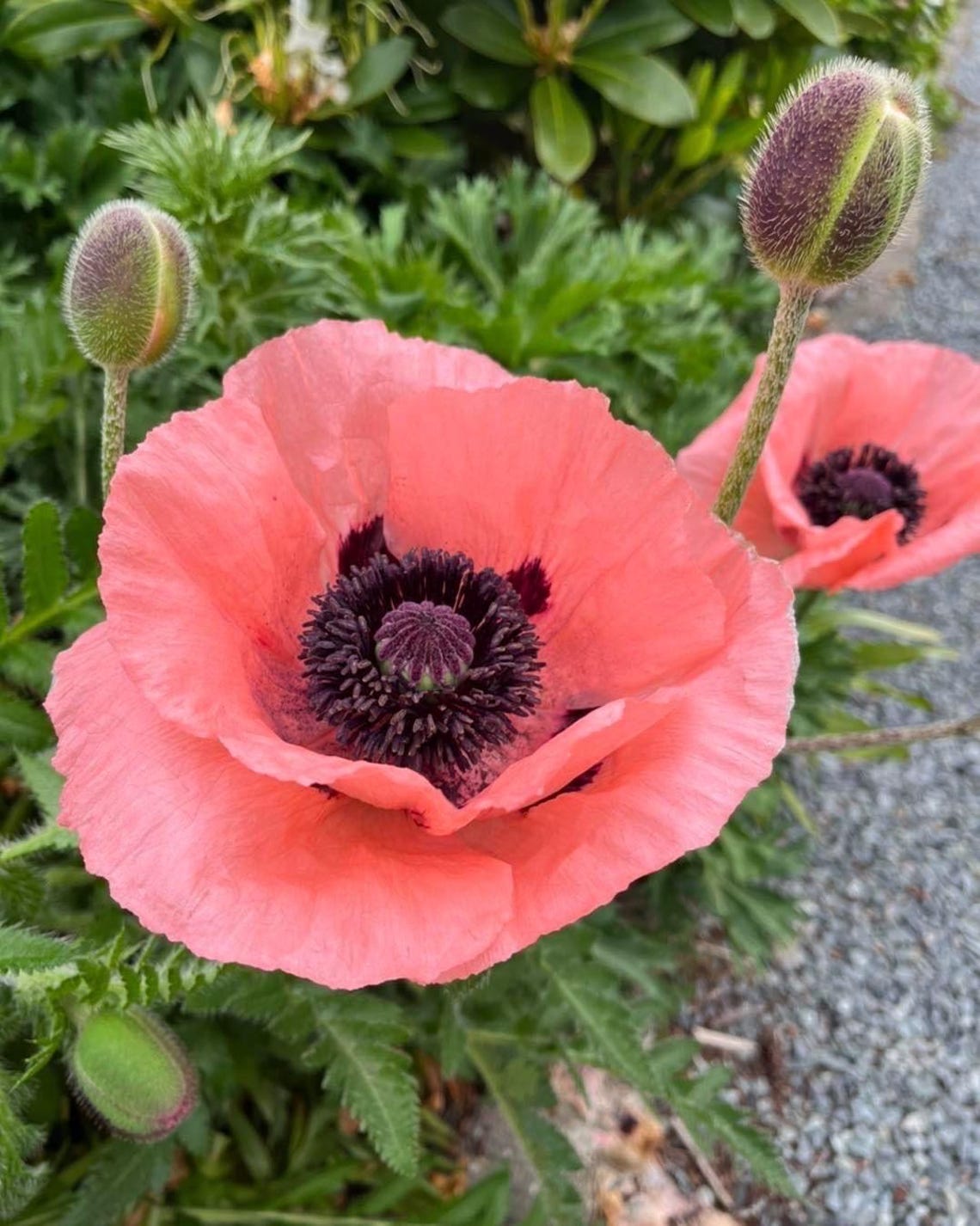 30 + Seeds Papaver Orientale ‘coral Reef’ (oriental Poppy) - Etsy