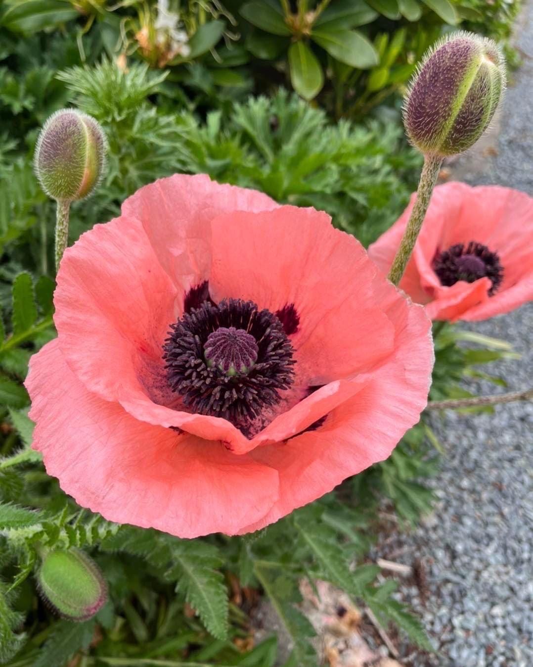 30 + Seeds Papaver Orientale ‘coral Reef’ (oriental Poppy) - Etsy