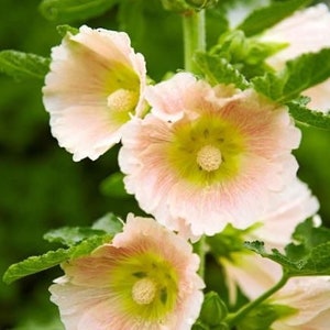 20 Seeds Hollyhock Alcea Rosea Cottage Apricot Pink Seeds (perennial ...