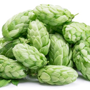10 COMMON HOPS European Humulus Lupulus Vine Seeds Beer Making ...