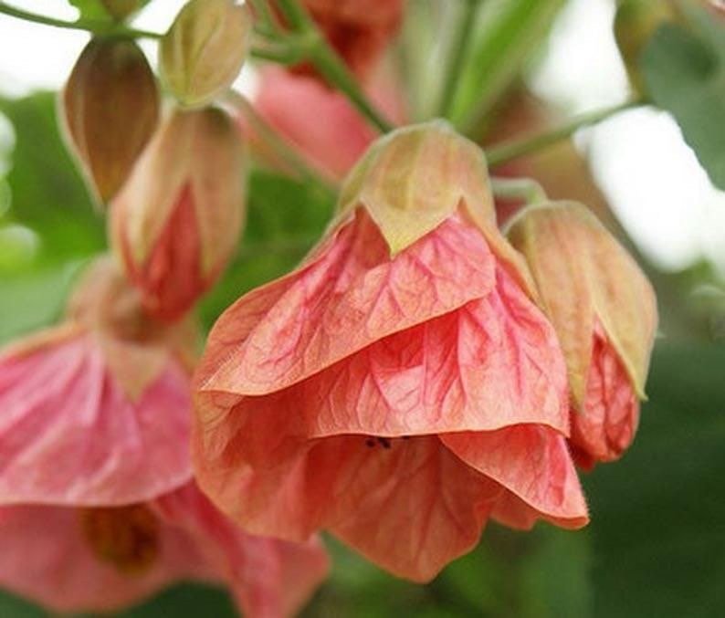 20 Seeds Abutilon abutilon Hybridum Bellvue Mix - Etsy