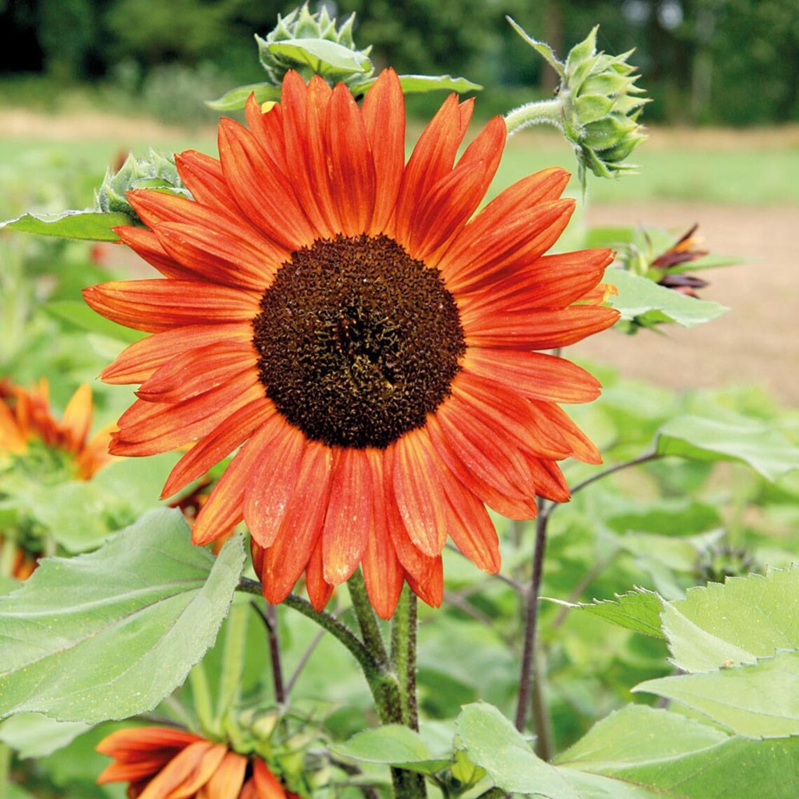 25 Seeds Sunflower ‘midnight Rouge ‘sunflower Seed Annual - Etsy