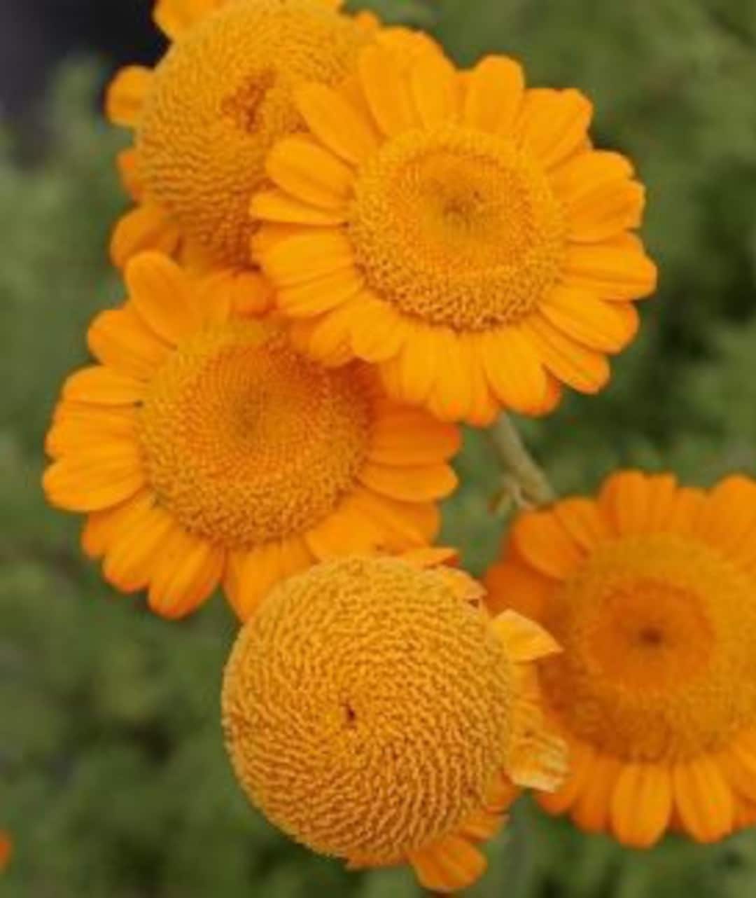 50 +seeds Marguerite Daisy Orange (anthemis Tinctoria Kelwayi ...