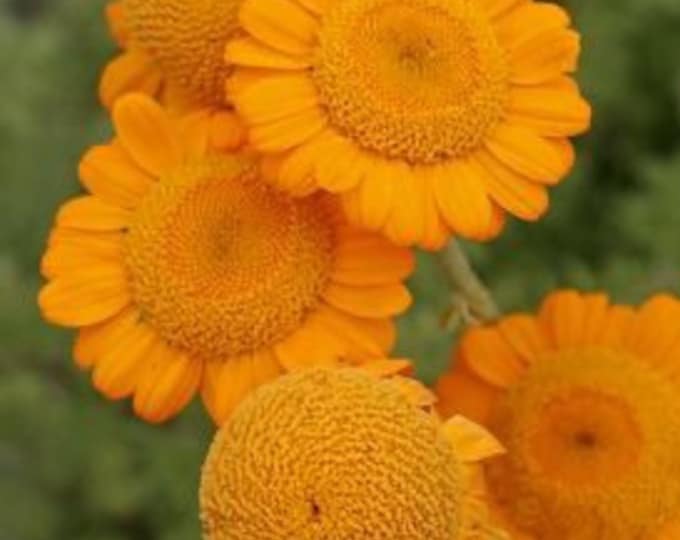 50 +seeds Marguerite Daisy Orange (anthemis Tinctoria Kelwayi ...
