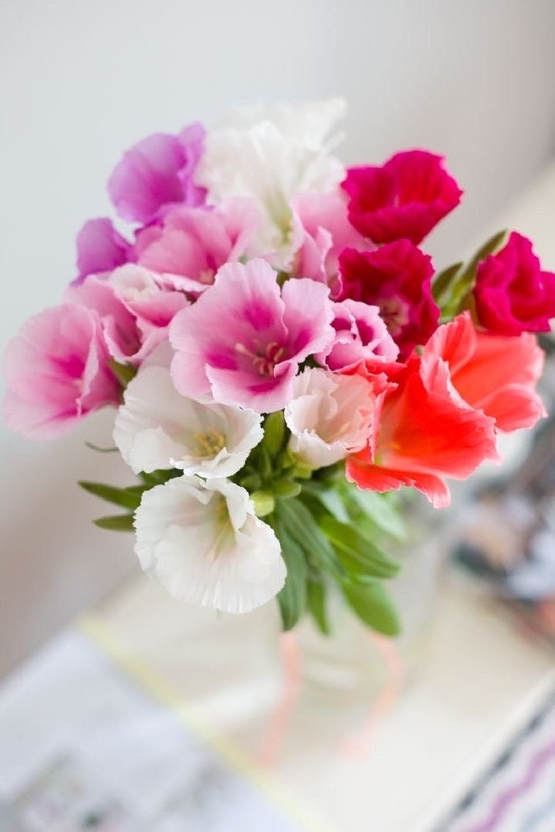 100 + Seeds Godetia Grace Mix Grandiflora Azaelaflora - Etsy