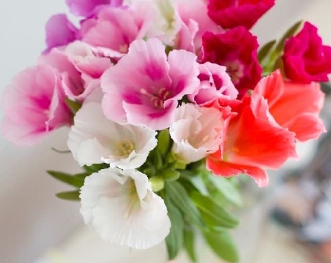 100 + Seeds Godetia Grace Mix Grandiflora Azaelaflora - Etsy