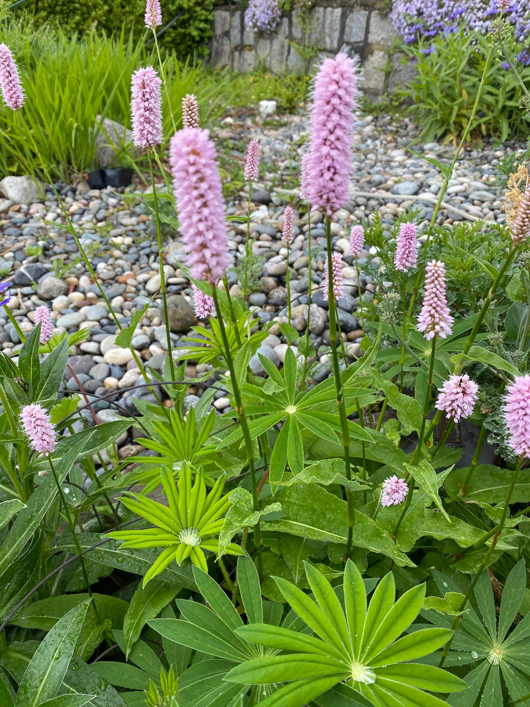 20 Bistorta Officinalis Seeds, Lovely Polygonum Bistorta Perennial - Etsy