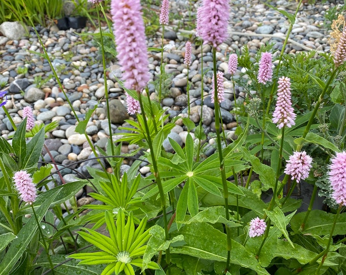 20 Seeds Lovely Polygonum Bistorta Seeds Perennial - Etsy
